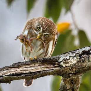 caburé (Glaucidium brasilianum) | WikiAves - A Enciclopédia das Aves do ...