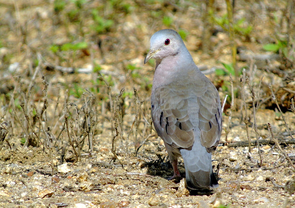 Foto rolinha-de-asa-canela (Columbina minuta) Por Sonia Furtado | Wiki ...