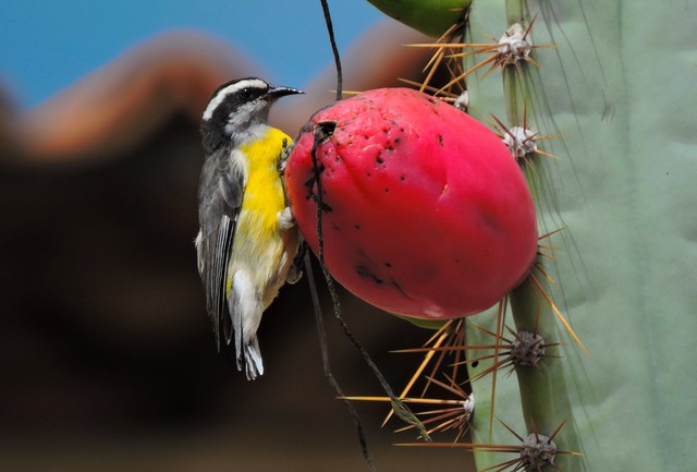 Foto cambacica (Coereba flaveola) Por André Arruda | Wiki Aves - A ...