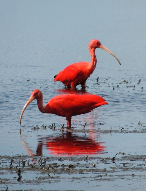 Foto guará (Eudocimus ruber) Por Beatriz Cirino | Wiki Aves - A ...