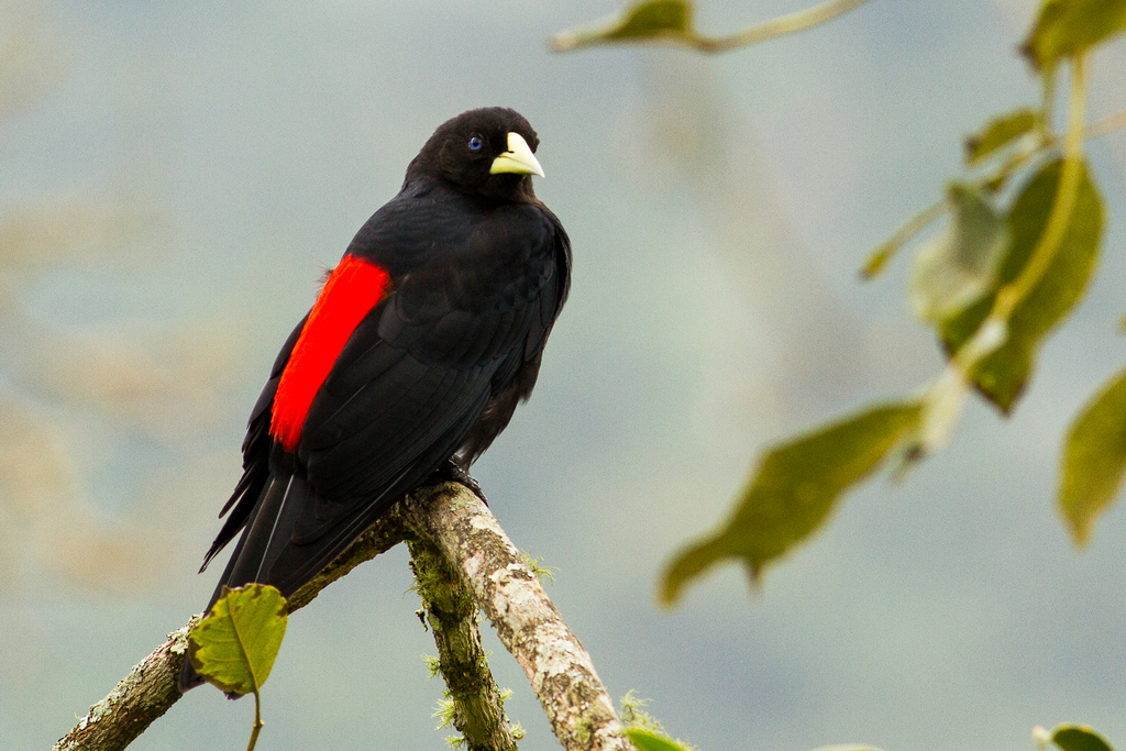 Foto guaxe (Cacicus haemorrhous) Por Claudio Frateschi | Wiki Aves - A ...