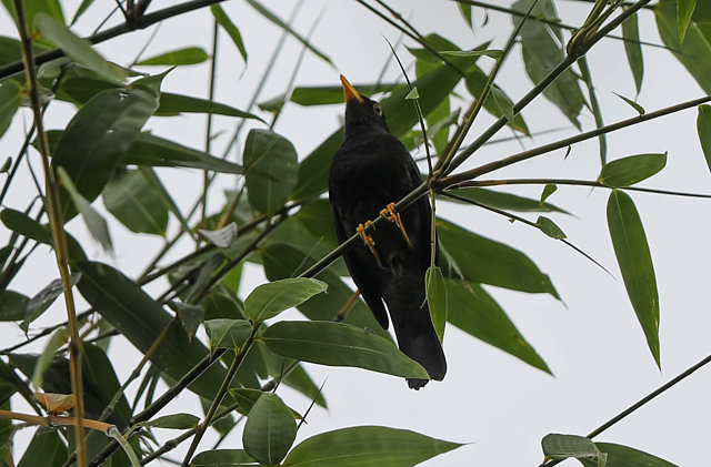 Foto sabiá-una (Turdus flavipes) Por Claudio Furini | Wiki Aves - A ...