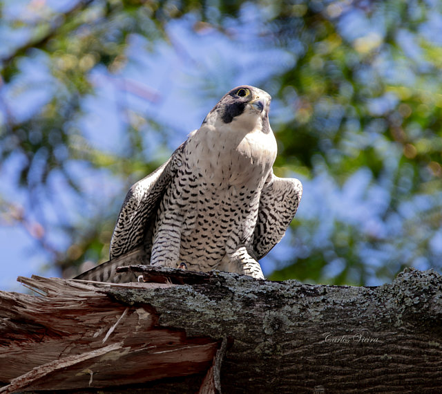 Foto falcão-peregrino (Falco peregrinus) Por Carlos Vieira. | Wiki Aves ...