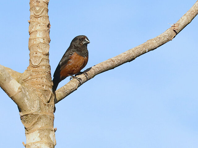 Foto curió (Sporophila angolensis) Por Lorenzo Palma | Wiki Aves - A ...