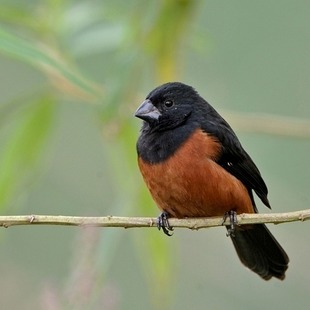 curió (Sporophila angolensis) | WikiAves - A Enciclopédia das Aves do ...