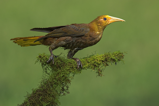 japu-pardo (Psarocolius angustifrons) | WikiAves - A Enciclopédia das ...