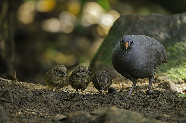 inhambu-chintã (Crypturellus tataupa) | WikiAves - A Enciclopédia das ...