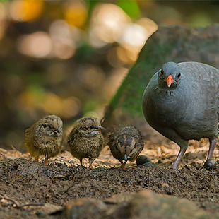 Tinamiformes | WikiAves - A Enciclopédia das Aves do Brasil