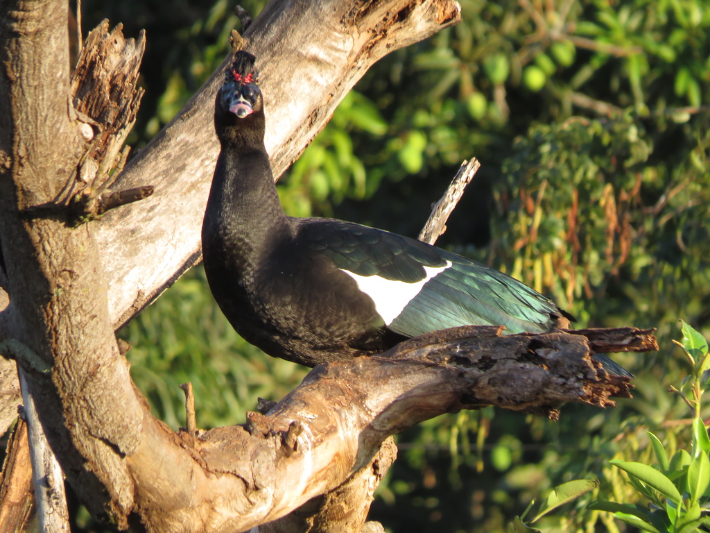 Foto pato-do-mato (Cairina moschata) Por Eduardo L. Cabral | Wiki Aves ...