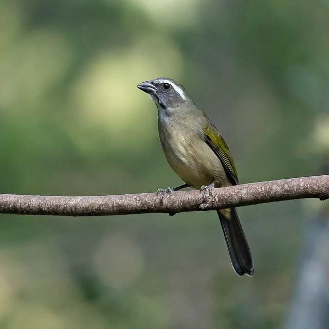 Foto trinca-ferro (Saltator similis) Por Marcelo Figueiroa | Wiki Aves ...
