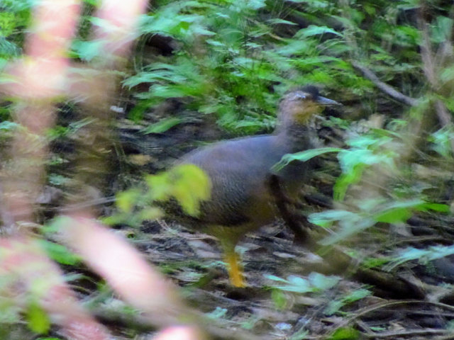 Foto zabelê (Crypturellus zabele) Por Sérgio Amaral | Wiki Aves - A ...