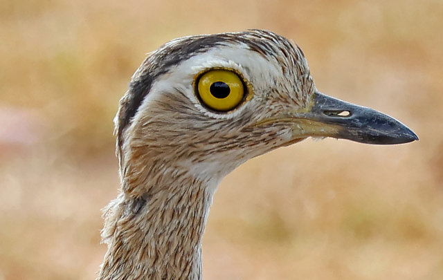 Foto téu-téu-da-savana (Burhinus bistriatus) Por Davi Abreu | Wiki Aves ...