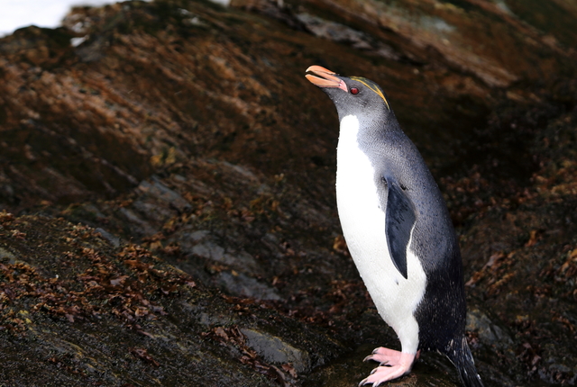 Foto pinguim-macaroni (Eudyptes chrysolophus) Por Helena Backes | Wiki ...