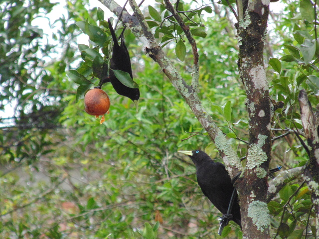 Foto guaxe (Cacicus haemorrhous) Por Maxwel Reis | Wiki Aves - A ...
