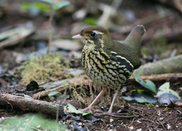 Foto tovaca-campainha (Chamaeza campanisona) Por Claudio Furini | Wiki ...