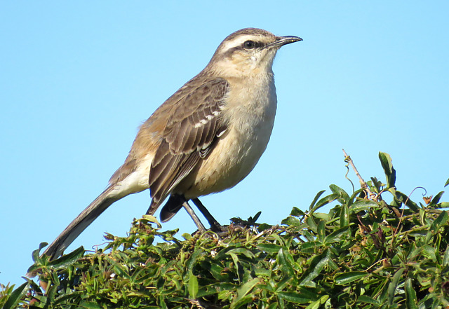 Foto sabiá-do-campo (Mimus saturninus) Por Fernanda Spenst | Wiki Aves ...