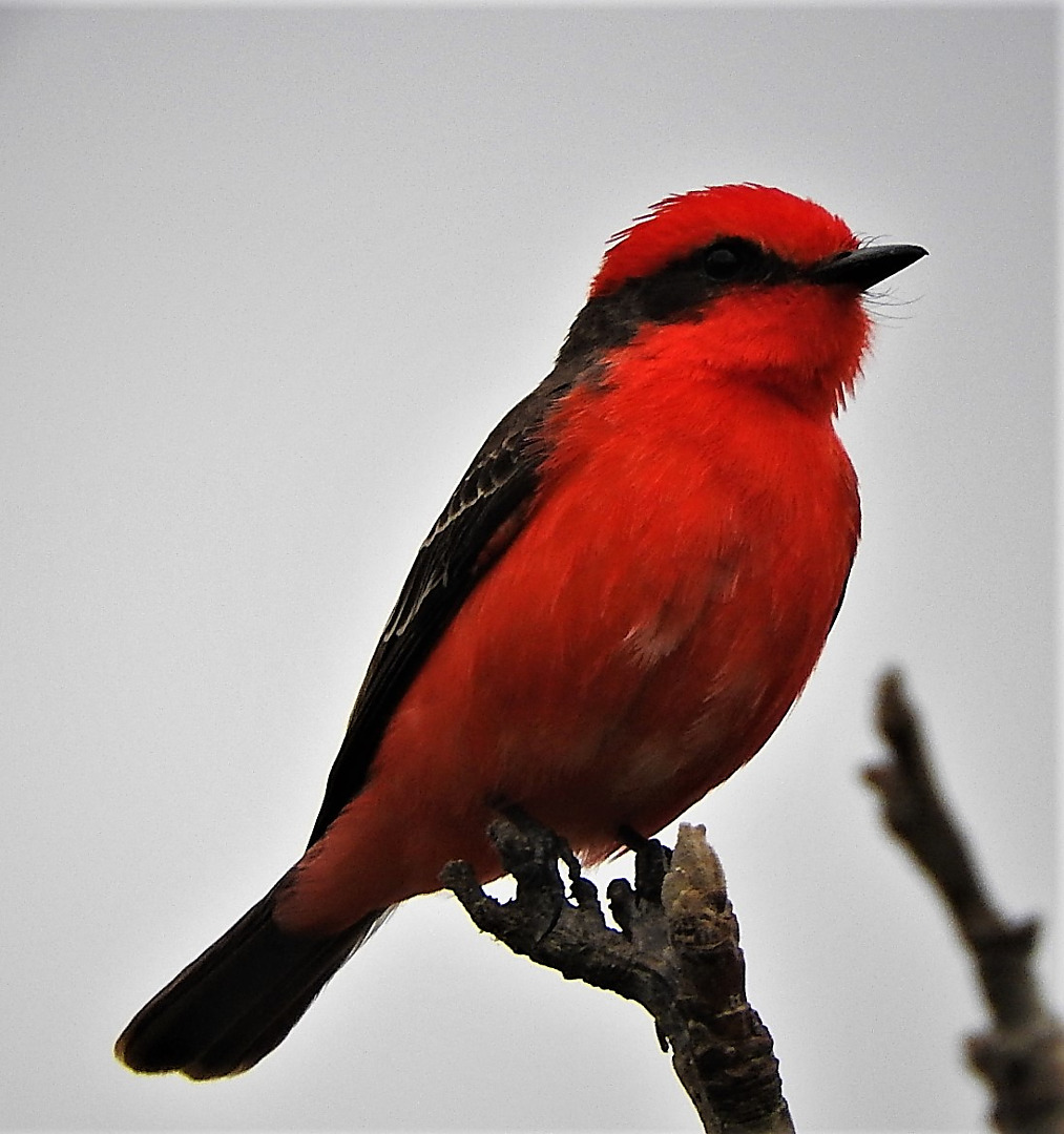 Foto príncipe (Pyrocephalus rubinus) Por Adolf Wall | Wiki Aves - A ...
