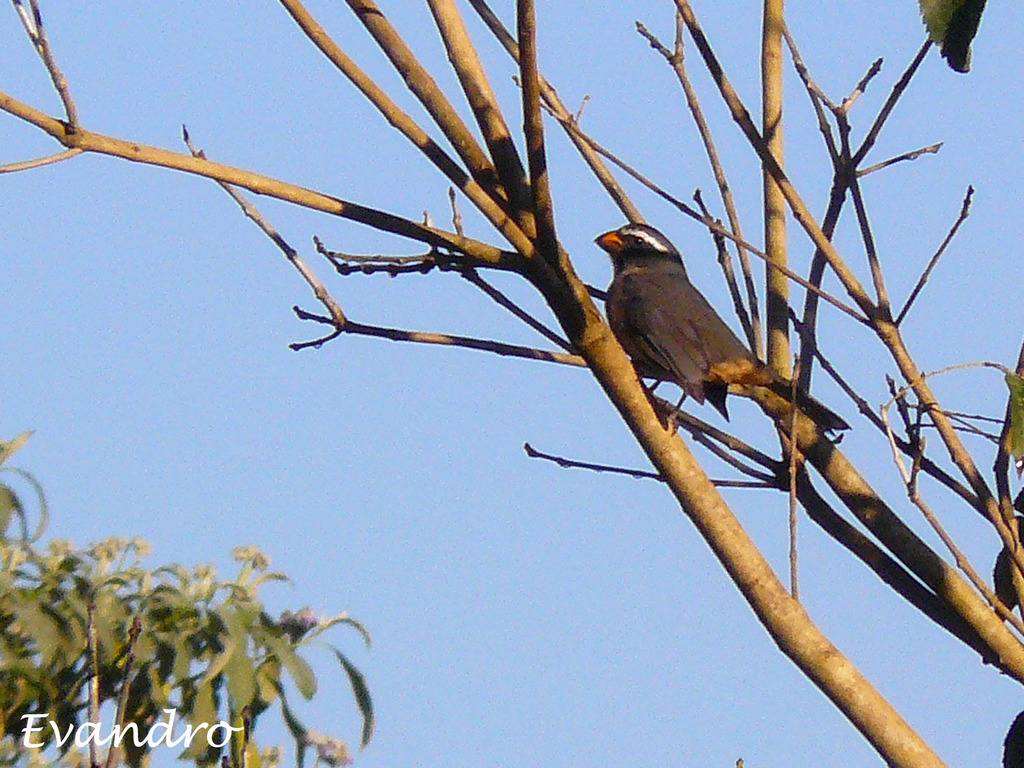 Foto bico-grosso (Saltator maxillosus) Por Evandro Pereira | Wiki Aves ...