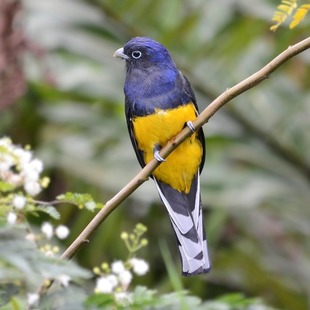 Trogoniformes | WikiAves - A Enciclopédia das Aves do Brasil