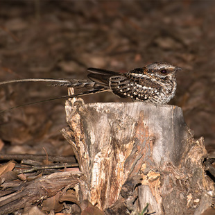 bacurau-tesoura (Hydropsalis torquata) | WikiAves - A Enciclopédia das ...