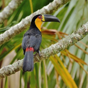 Ramphastidae | WikiAves - A Enciclopédia das Aves do Brasil