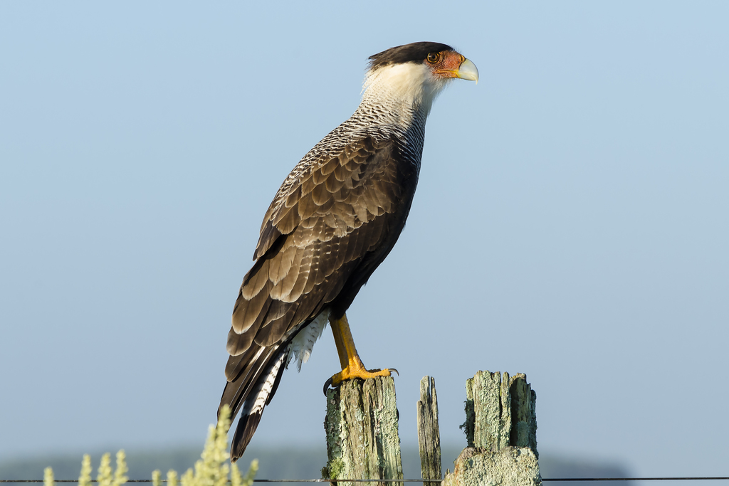 Foto carcará (Caracara plancus) Por Maiara Vissoto | Wiki Aves - A ...