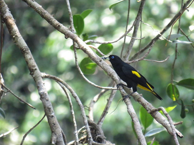 Foto xexéu (Cacicus cela) Por Miguel Veronez | Wiki Aves - A ...
