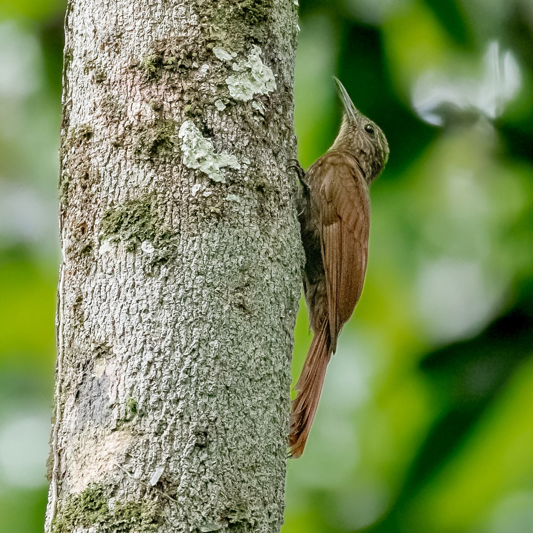 Foto arapaçu-rabudo (Deconychura longicauda) Por Hector Bottai | Wiki ...