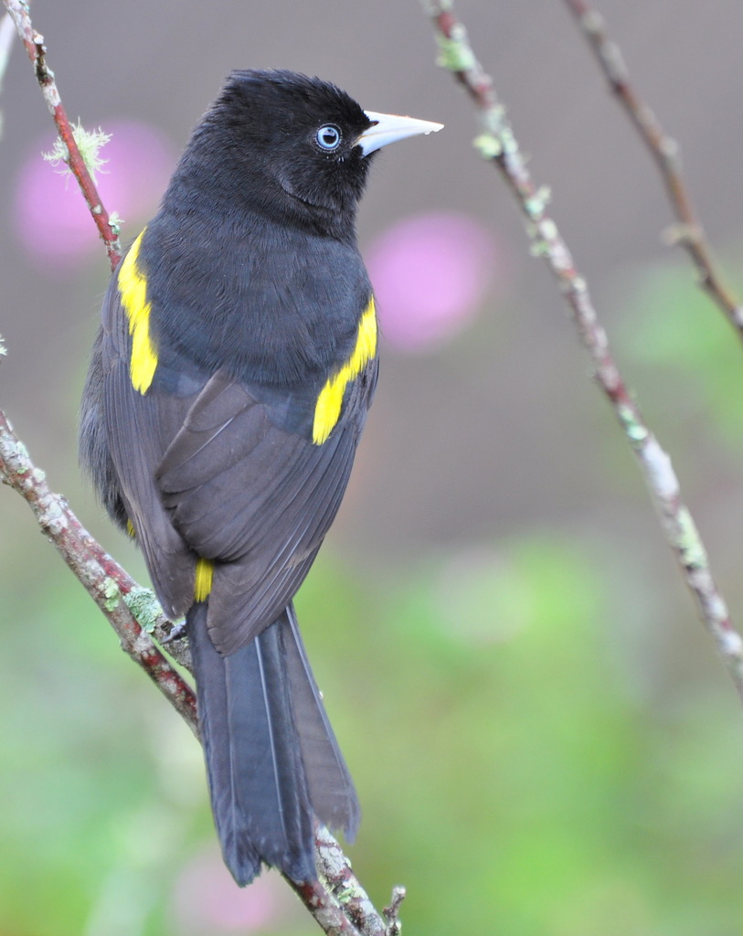 Foto tecelão (Cacicus chrysopterus) Por Ricardo Gentil | Wiki Aves - A ...
