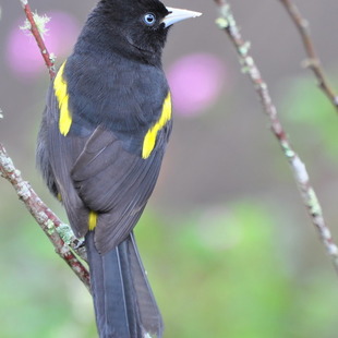 tecelão (Cacicus chrysopterus) | WikiAves - A Enciclopédia das Aves do ...