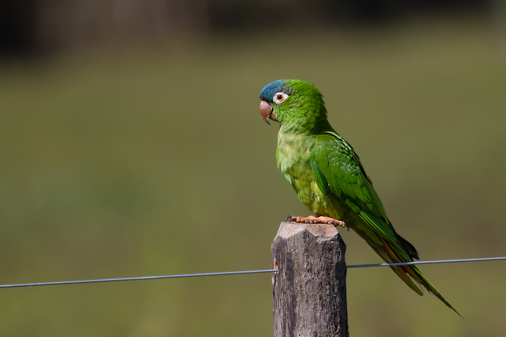 Foto aratinga-de-testa-azul (Thectocercus acuticaudatus) Por Andreas ...