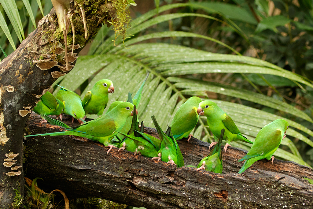 Foto periquito-rico (Brotogeris tirica) Por Richard Stubing | Wiki Aves ...