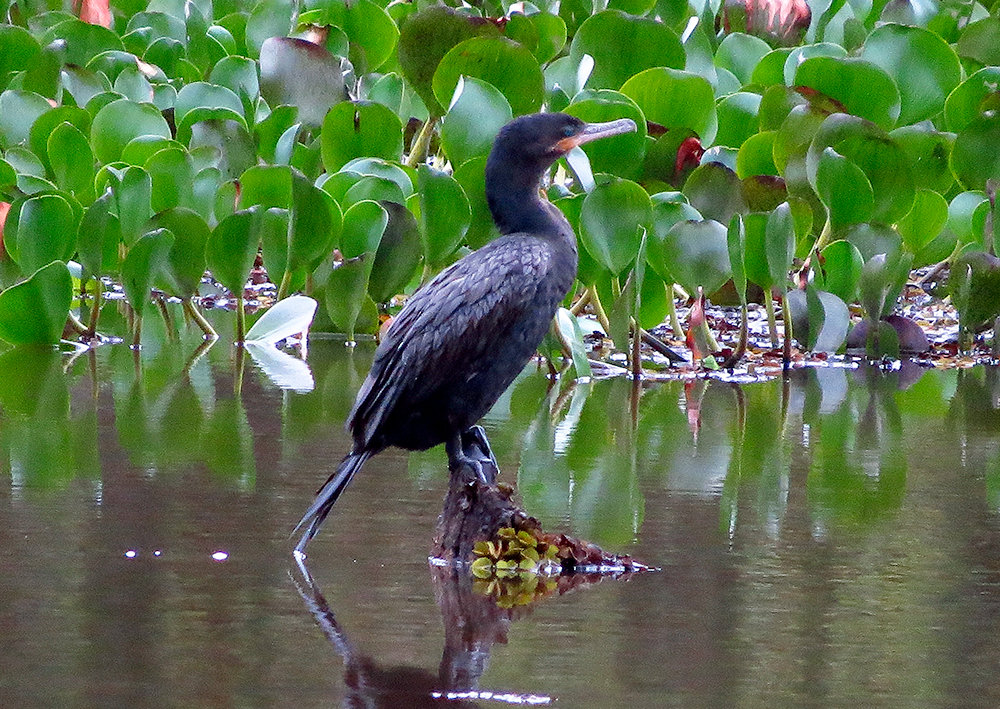 Foto biguá (Nannopterum brasilianum) Por Fernando Pacheco | Wiki Aves ...