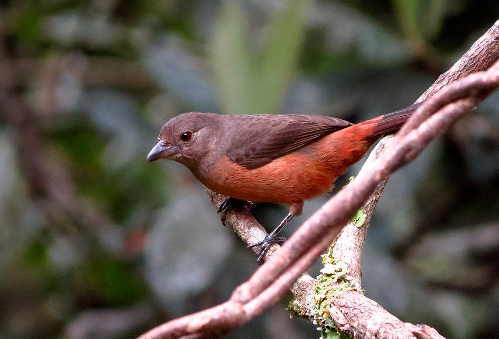 Foto tiê-sangue (Ramphocelus bresilia) Por Fernando Pacheco | Wiki Aves ...