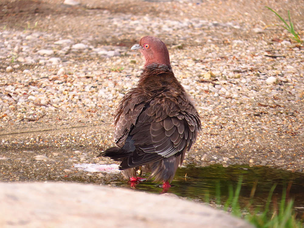 Foto pomba-asa-branca (Patagioenas picazuro) Por Fernando Pacheco ...