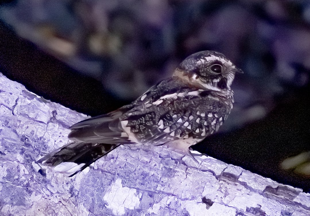 Foto bacurau-de-rabo-maculado (Hydropsalis maculicaudus) Por Mats ...