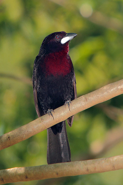 Foto pipira-vermelha (Ramphocelus carbo) Por Roberto Gallacci | Wiki ...