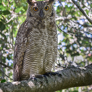 jacurutu (Bubo virginianus) | WikiAves - A Enciclopédia das Aves do Brasil