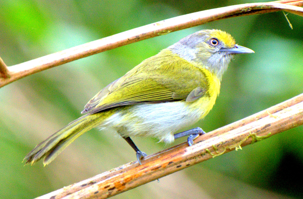 Foto vite-vite (Hylophilus thoracicus) Por Josafá Almeida | Wiki Aves ...