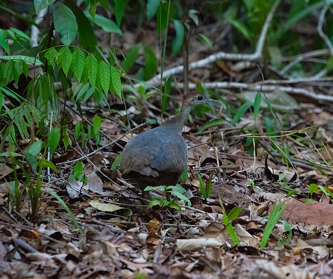 Foto inhambu-serra (Tinamus major) Por Fabyano Costa | Wiki Aves - A ...