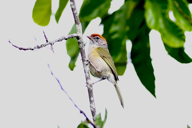 Foto vite-vite-de-olho-cinza (Hylophilus amaurocephalus) Por Rita ...