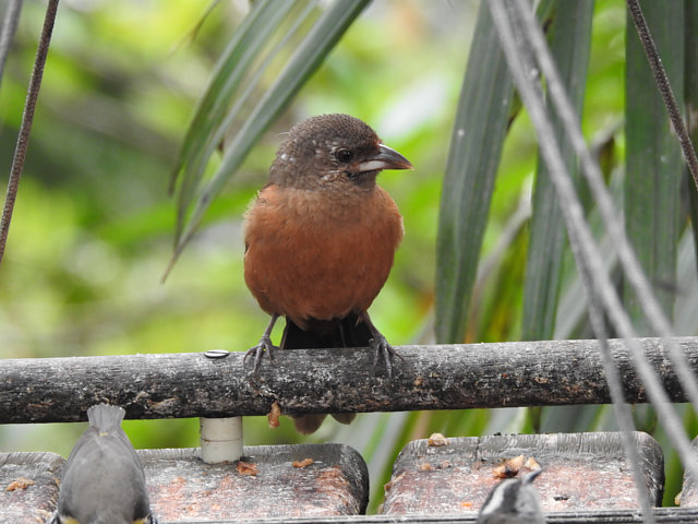 Foto tiê-sangue (Ramphocelus bresilia) Por Ronald Santiago | Wiki Aves ...