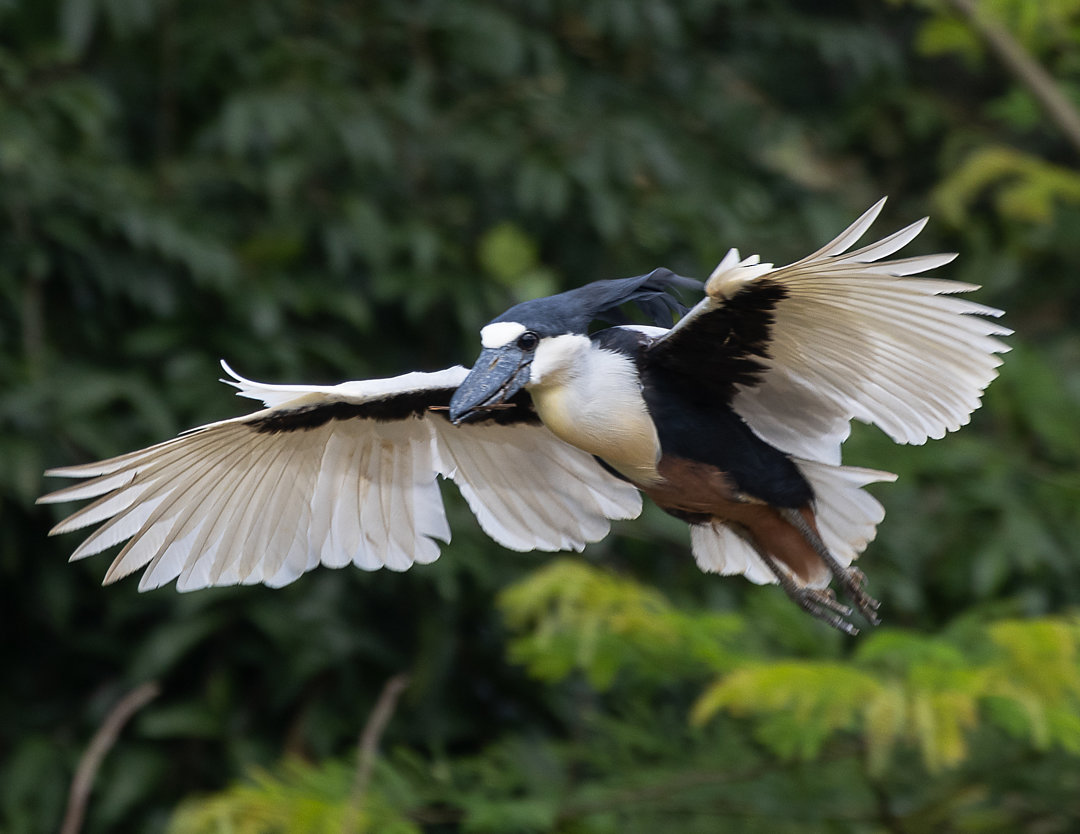 Foto arapapá (Cochlearius cochlearius) Por Silvia Faustino Linhares ...
