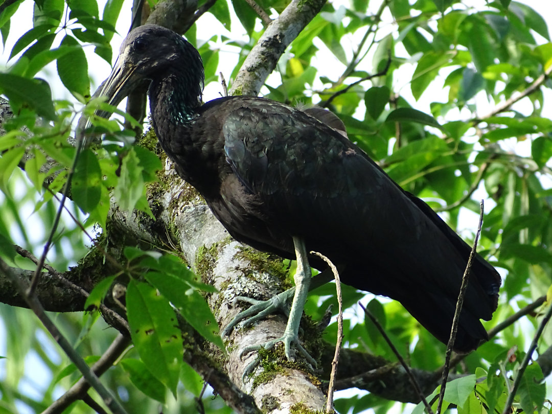 Foto coró-coró (Mesembrinibis cayennensis) Por Milton Ferreira | Wiki ...
