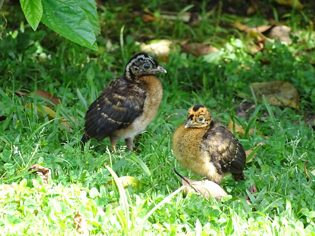 Foto jacuguaçu (Penelope obscura) Por Milton Ferreira | Wiki Aves - A ...