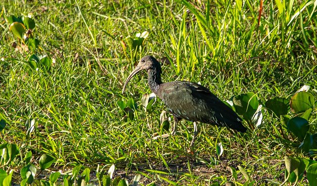 Foto coró-coró (Mesembrinibis cayennensis) Por José Pireni | Wiki Aves ...