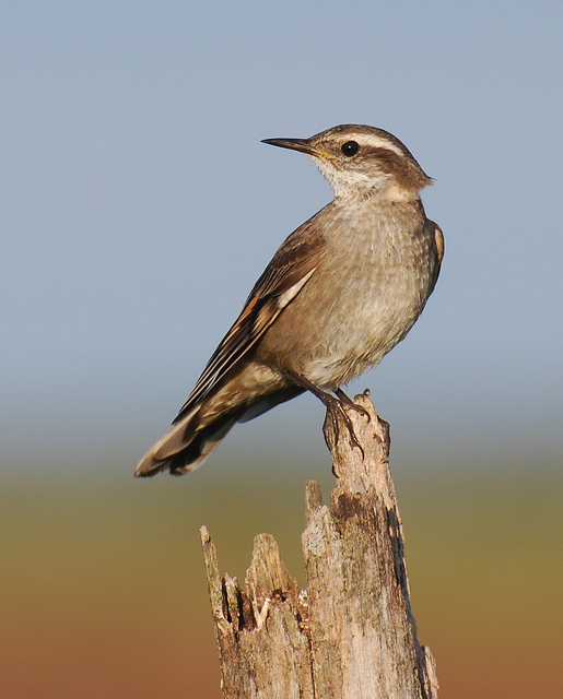 pedreiro-dos-andes (Cinclodes fuscus) | WikiAves - A Enciclopédia das ...