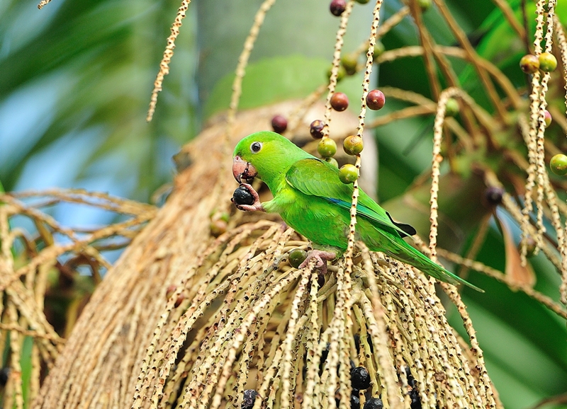 Foto periquito-rico (Brotogeris tirica) Por Luiz Ribenboim | Wiki Aves ...