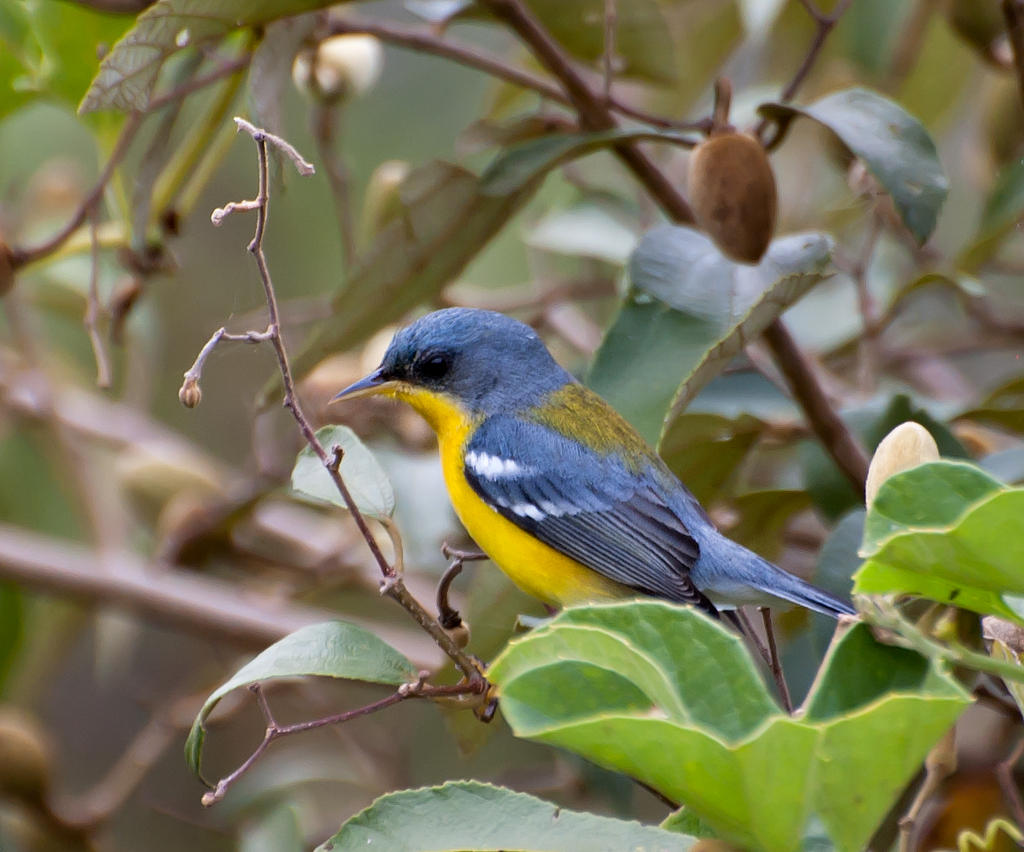 Foto mariquita (Setophaga pitiayumi) Por Mariza Sanches | Wiki Aves - A ...