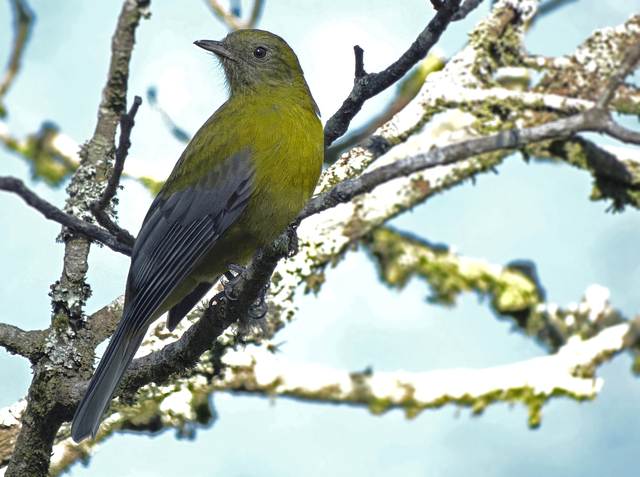 Foto saudade-de-asa-cinza (Lipaugus conditus) Por Aisse Gaertner | Wiki ...